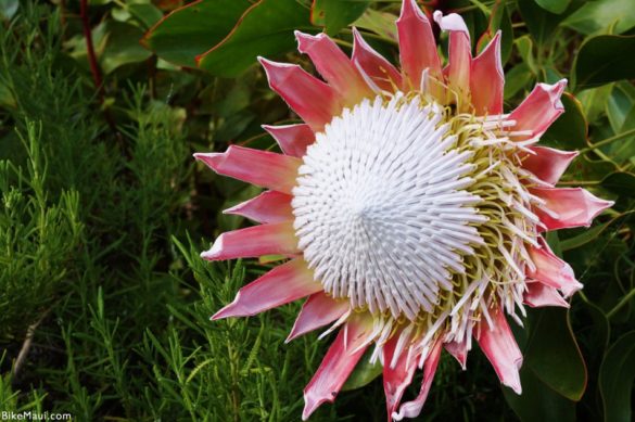 Maui Plant of the Month: Protea Flowers